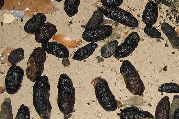 Squirrel Feces In The Attic How To Identify And Clean